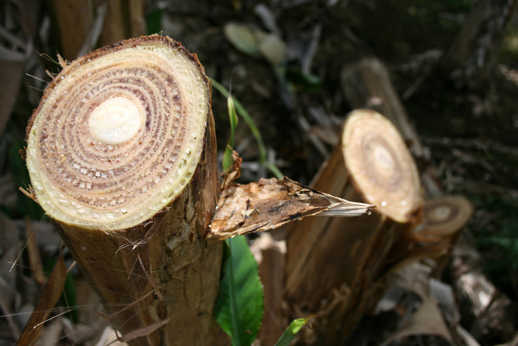 Using Banana Tree Trunks to Grow Veggies - BuzzOnEarth